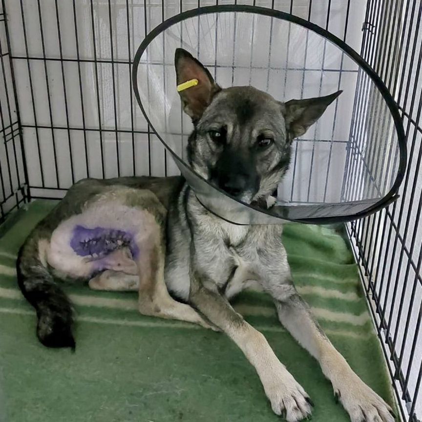 Помогите спасти пёселя