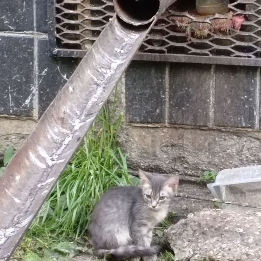 Котёнок в добрые руки