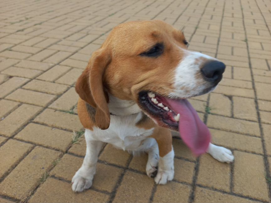 Бигль, найден в Романовке. Потерялся