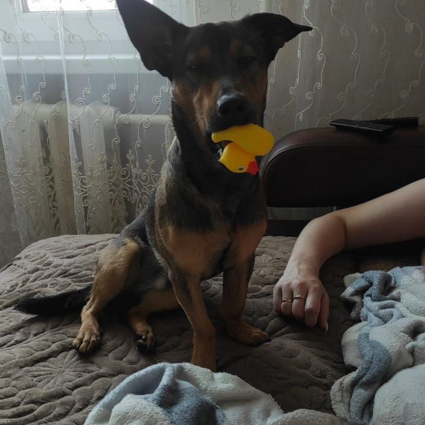 Домашние животные собаки