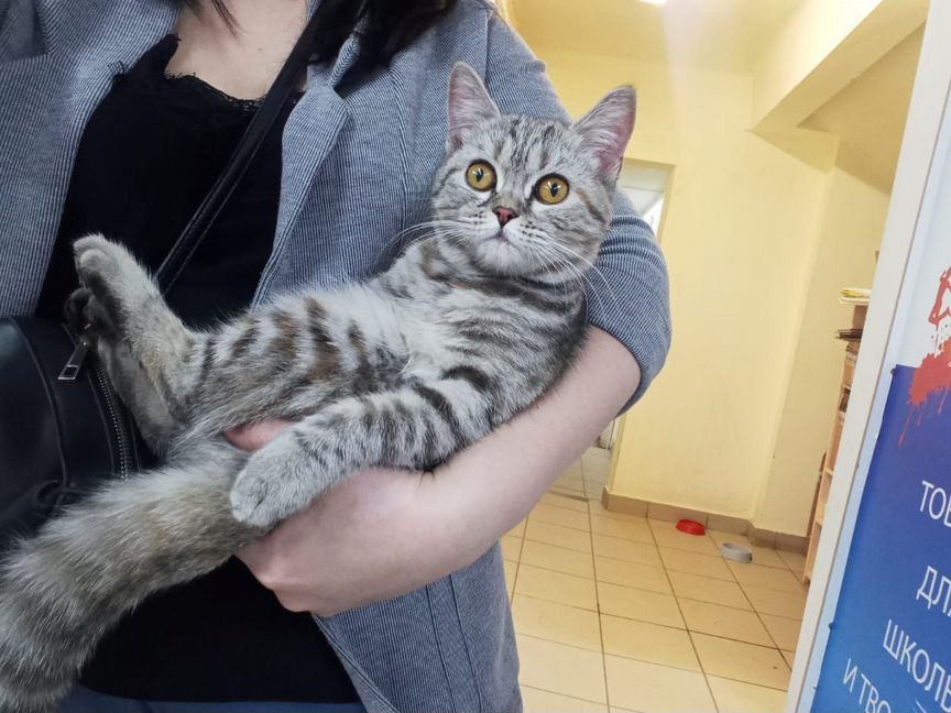 Котёнок