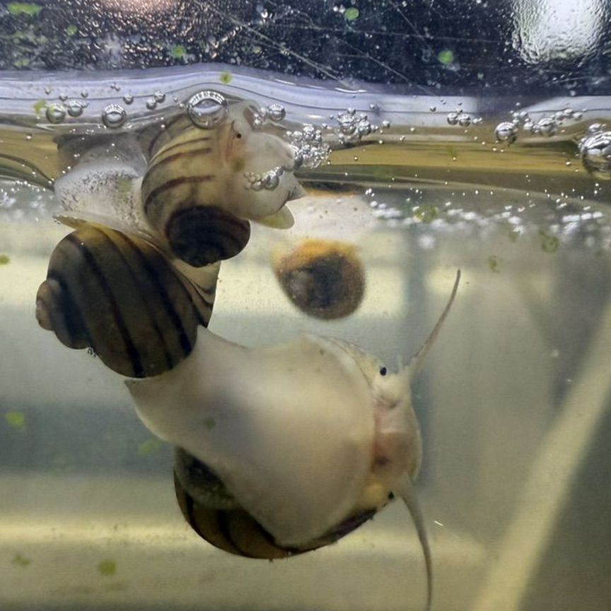 Улитки Спикси