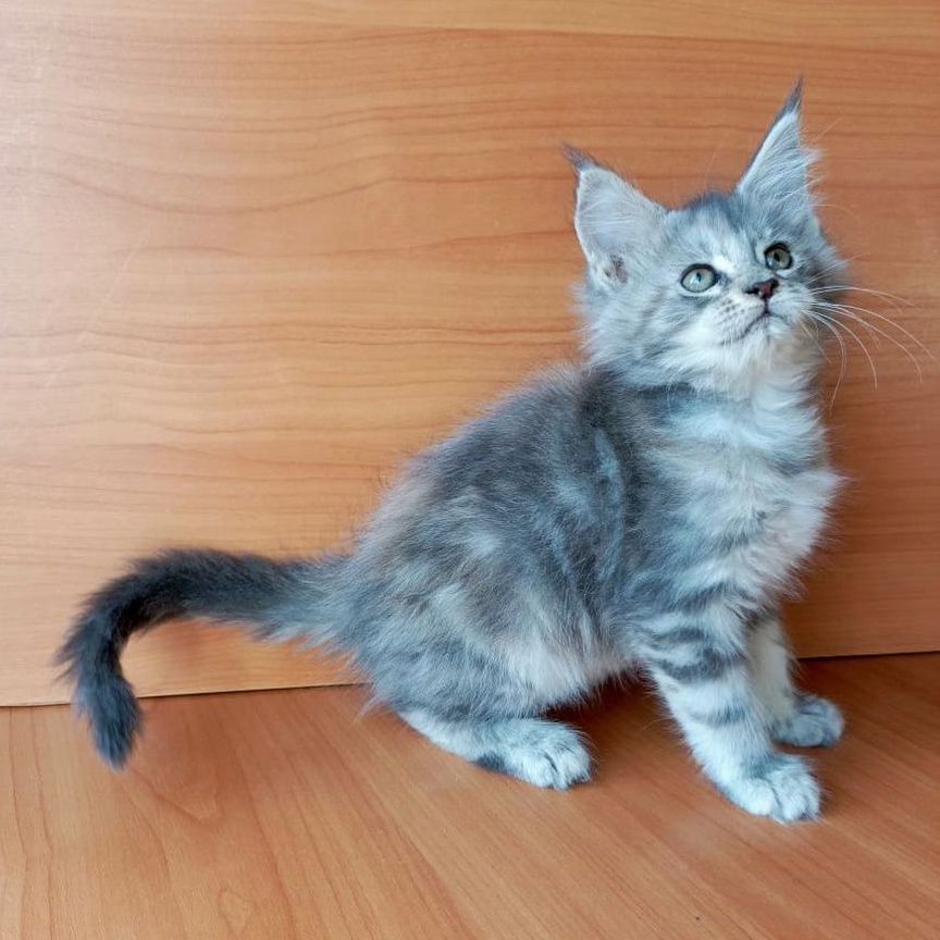 Мейн-кун котёнок