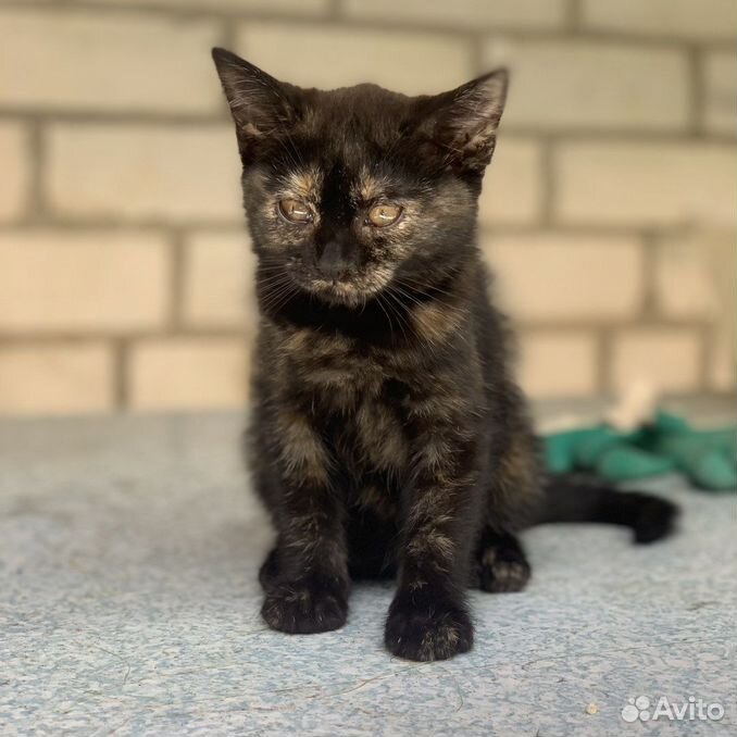 Котенок с интересным окрасом