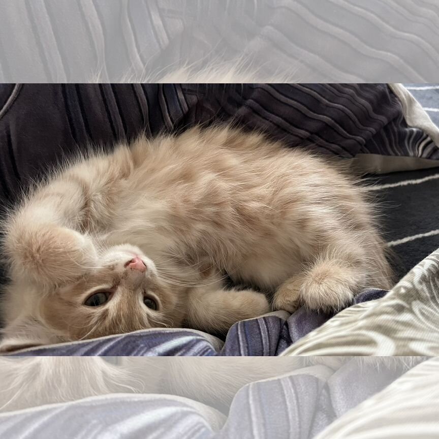 Котёнок в добрые руки