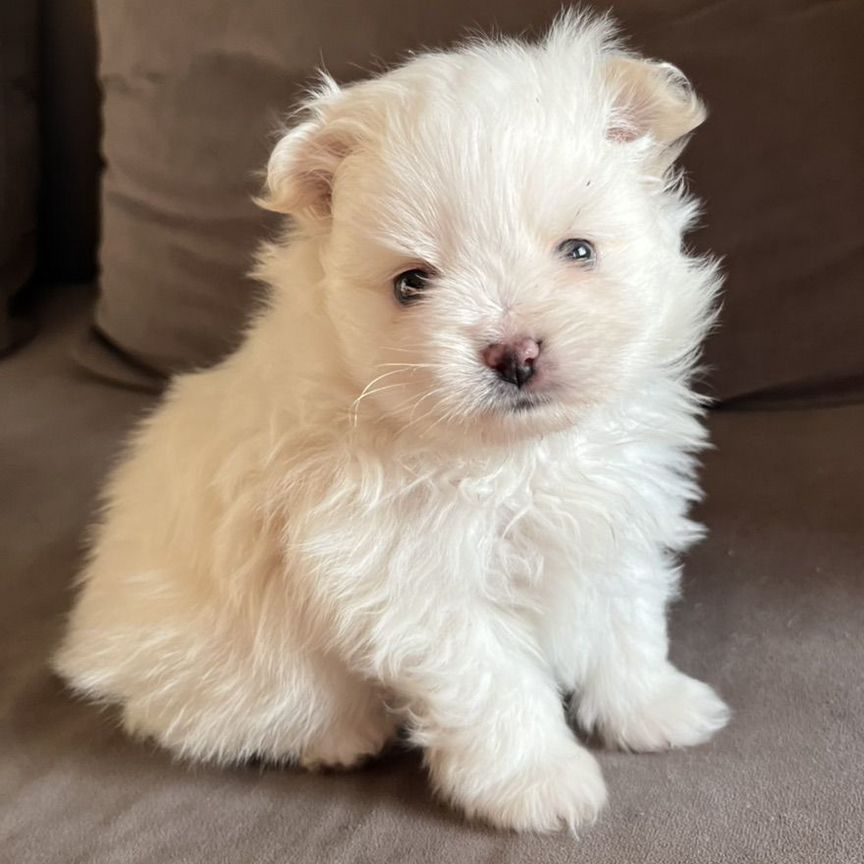 Немецкий шпиц, щенок