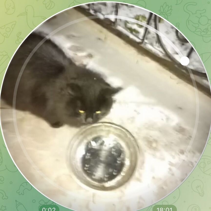 Помогите Кошка погибает