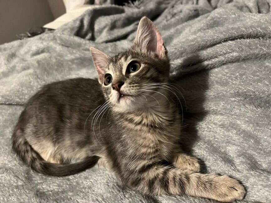 Котёнок 2 месяца