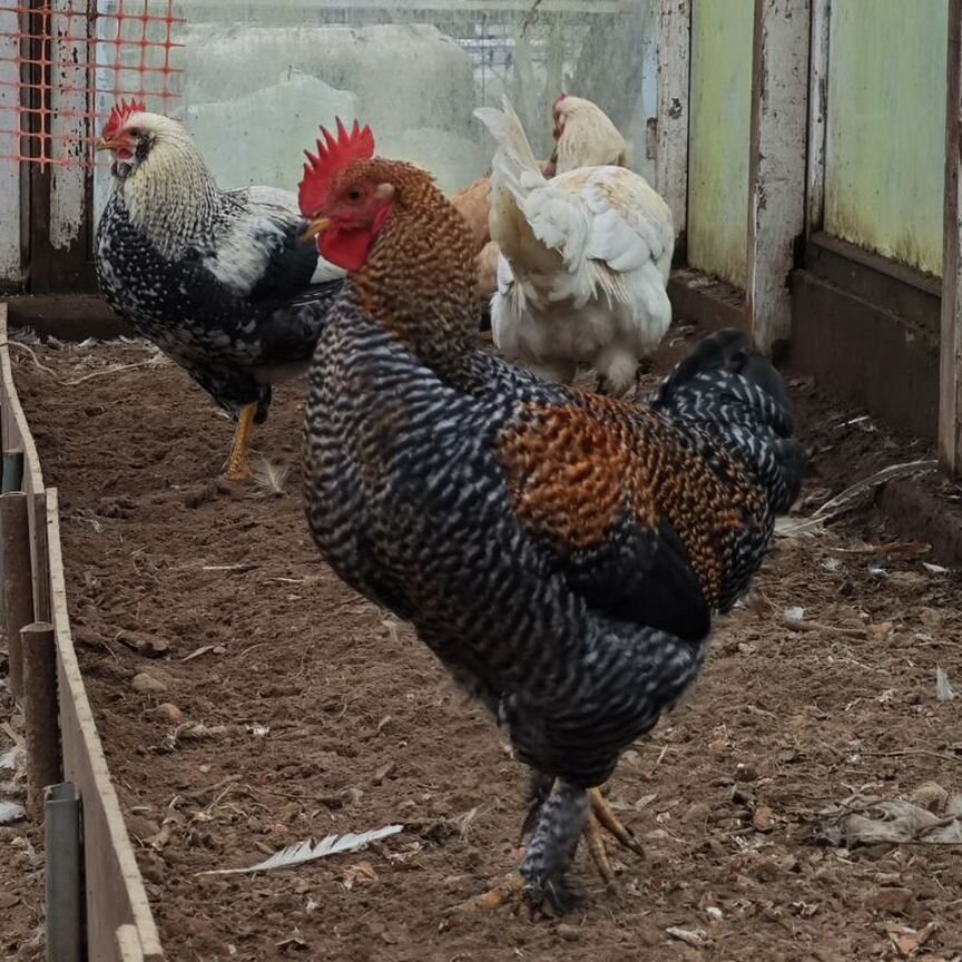 Молодые петухи домашние