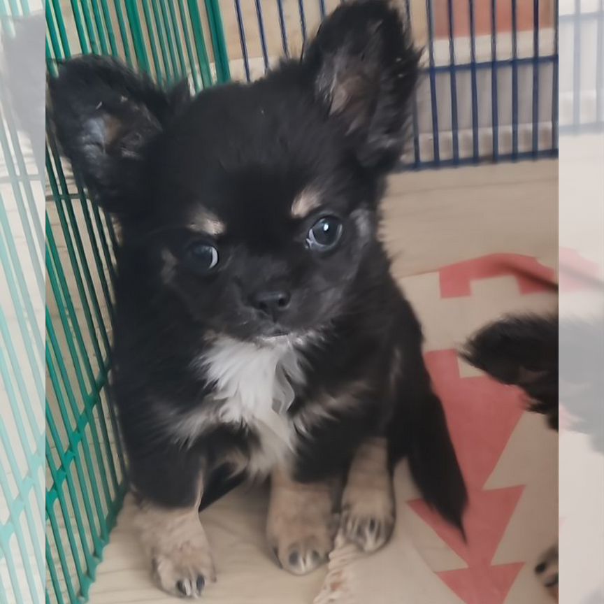 Чихуахуа, щенок