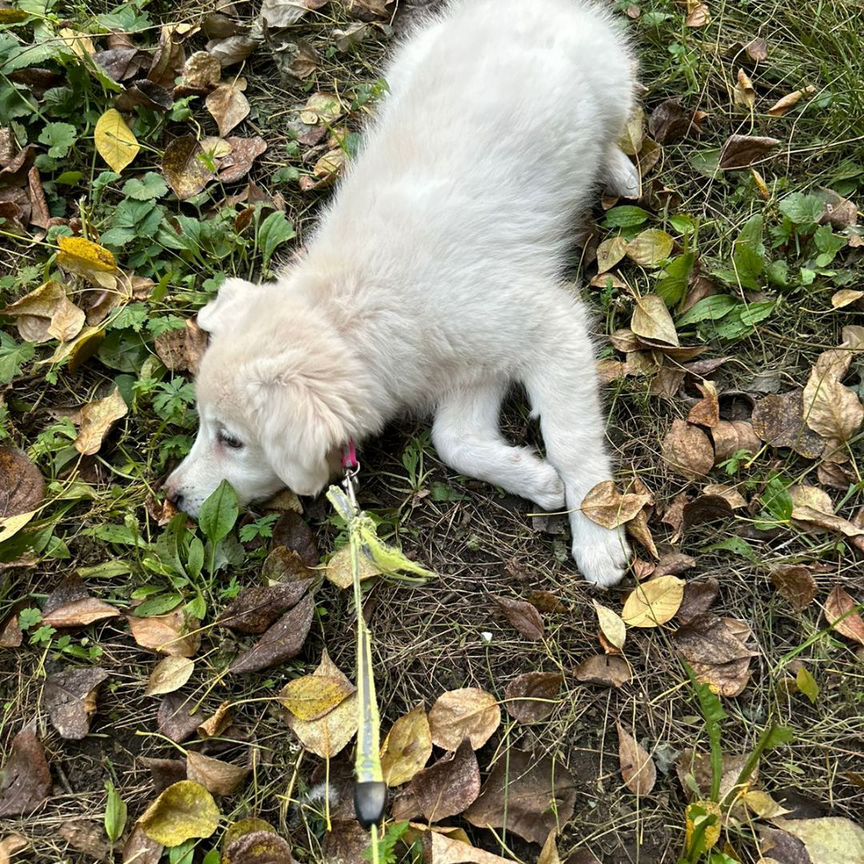 Домашние животные собаки