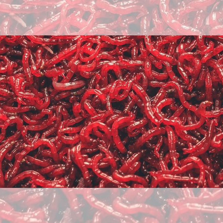 Мотыль живой