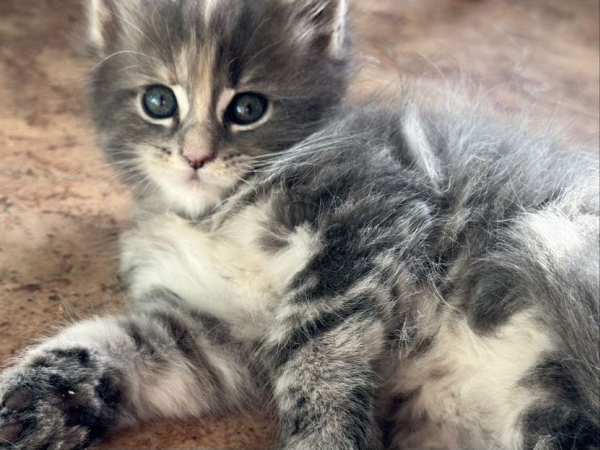 Кошка