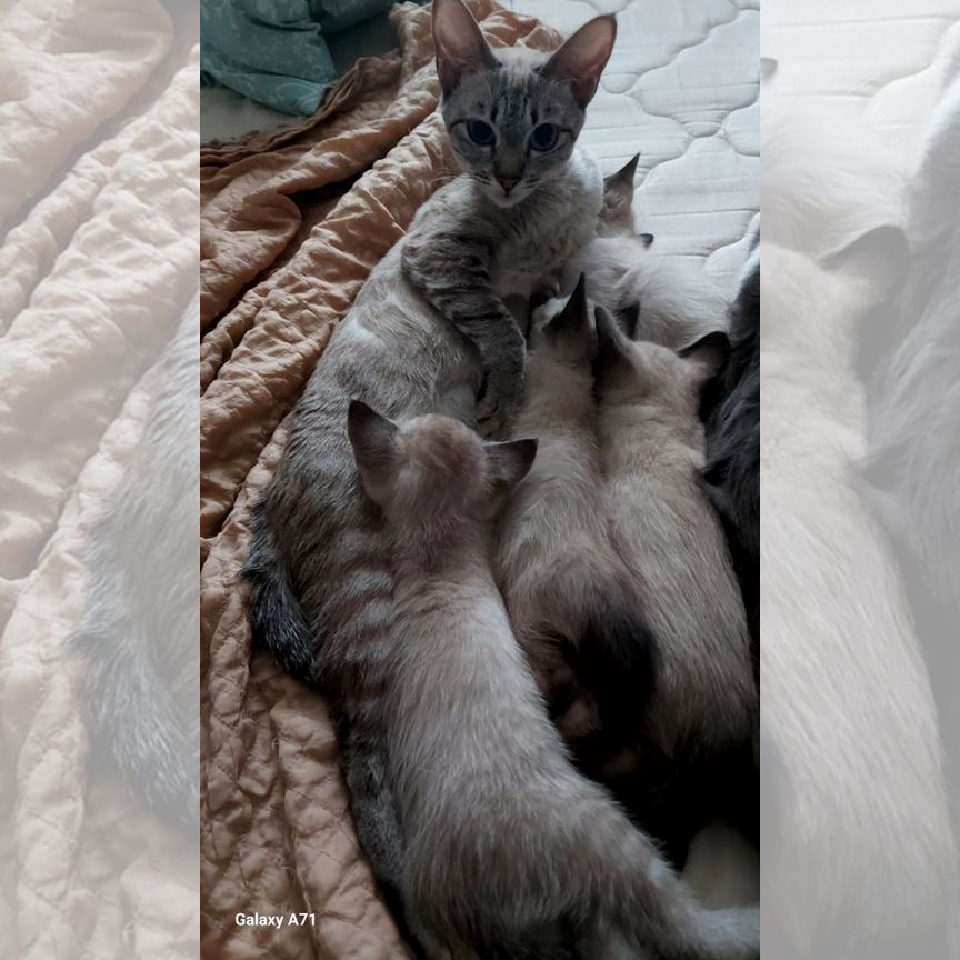 Кошки