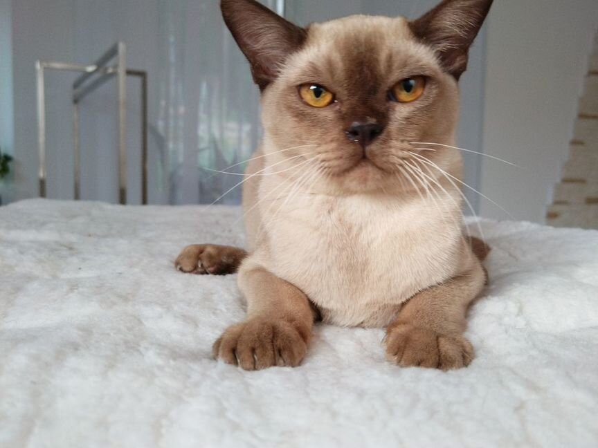 Котик европейской бурмы