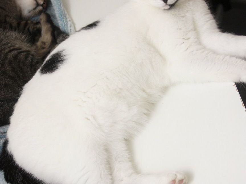 Кошечка Изабелла кошка в дар