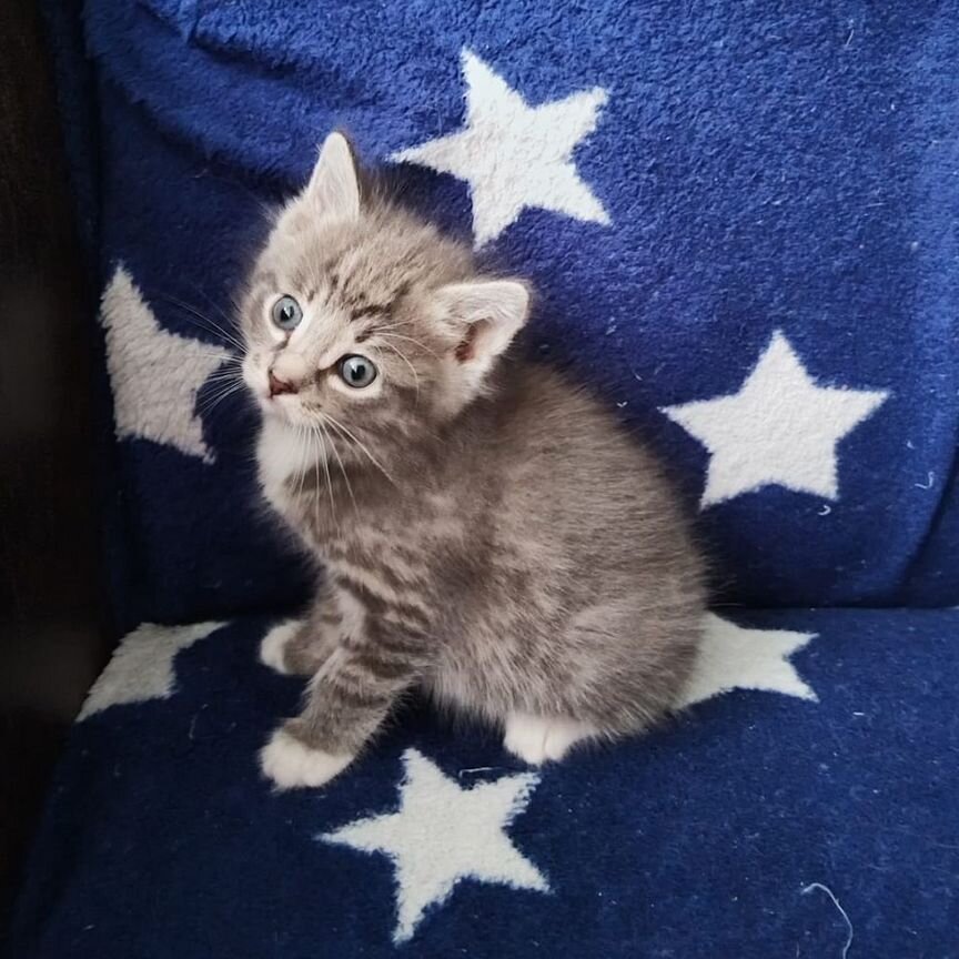 Сибирский котёнок