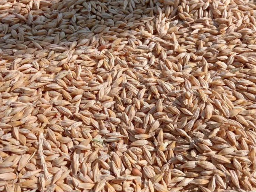 Семечко, Ячмень яровой на корм/посев