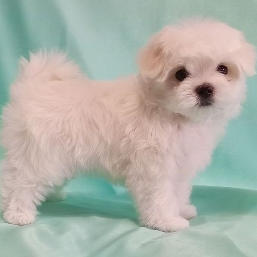 Мальтийская болонка, щенок