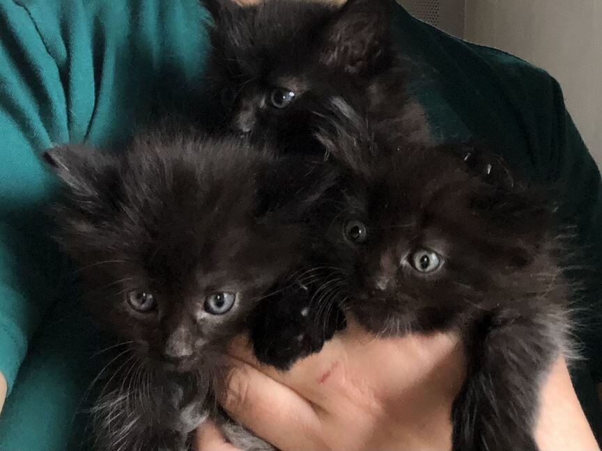 Отдам в добрые руки,пушистиков