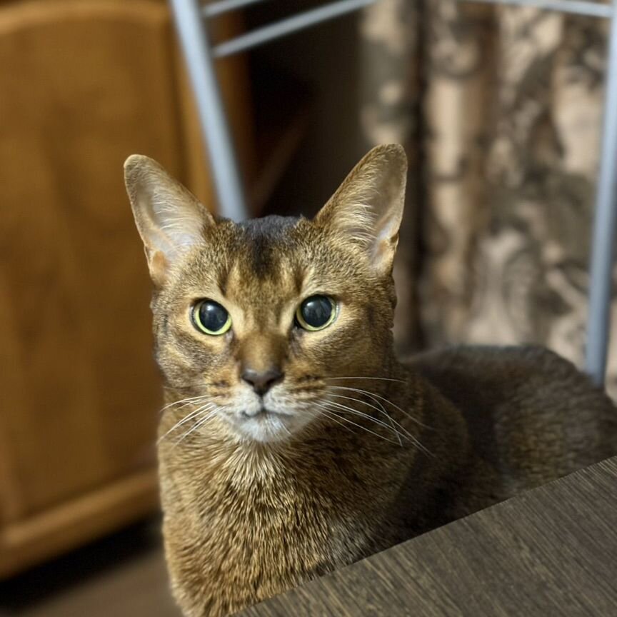 Абиссинец 2016 г.р