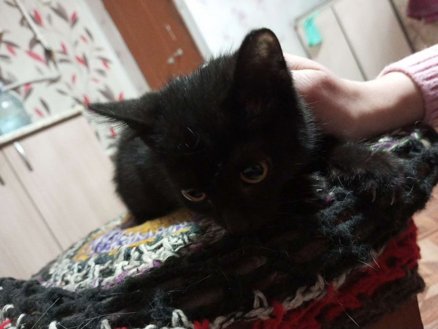 Найден черный котёнок