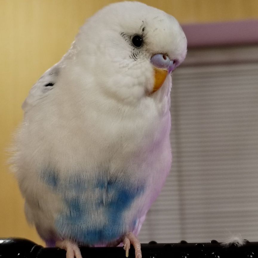 Попугай с клеткой