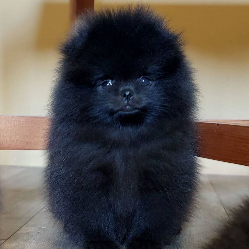 Щенки померанского шпица