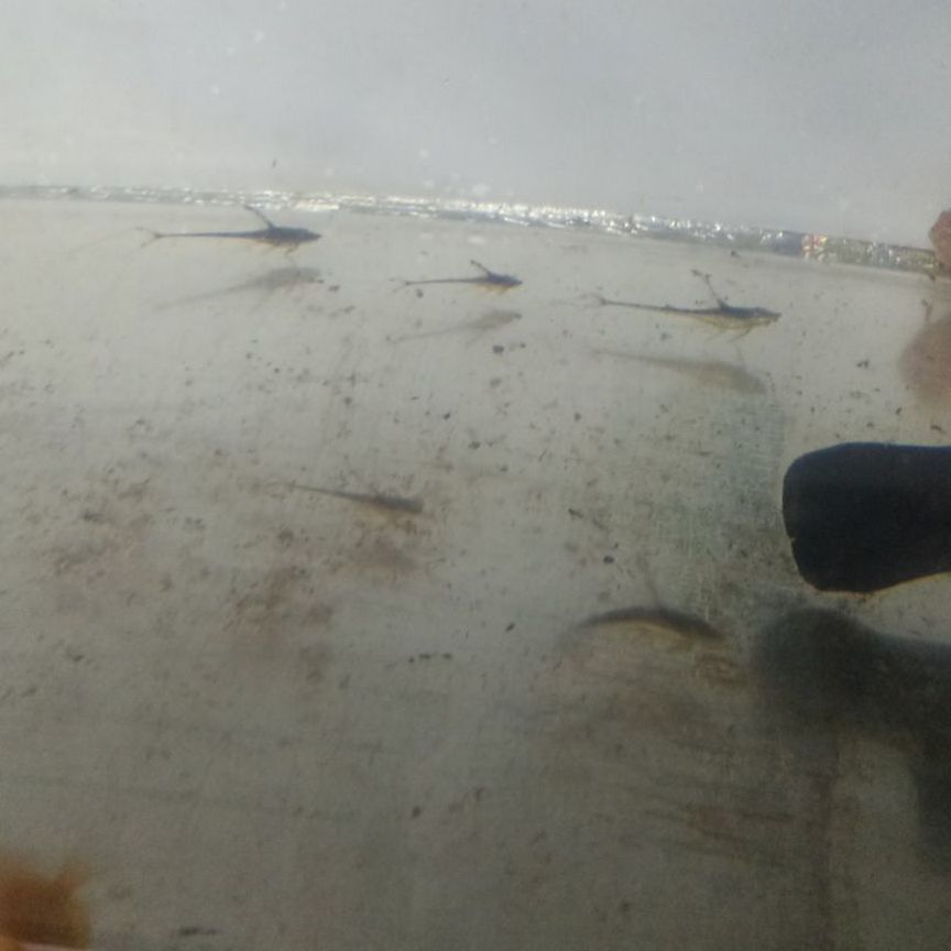 Стурисома панамская