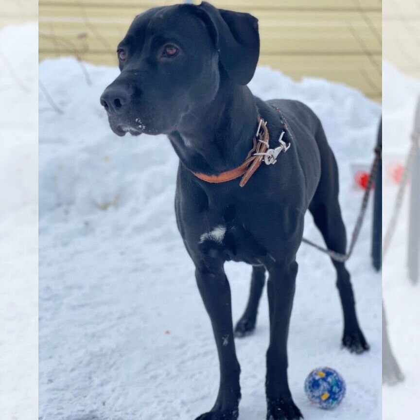 Взрослая собака в добрые руки