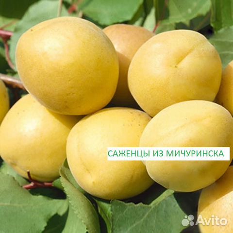 Саженцы на весну купить в Нижнем Новгороде | Товары для дома и дачи | Авито