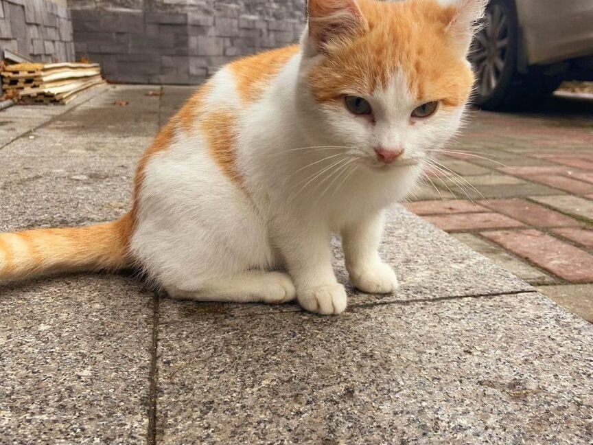 Рыже-белый котенок ищет дом