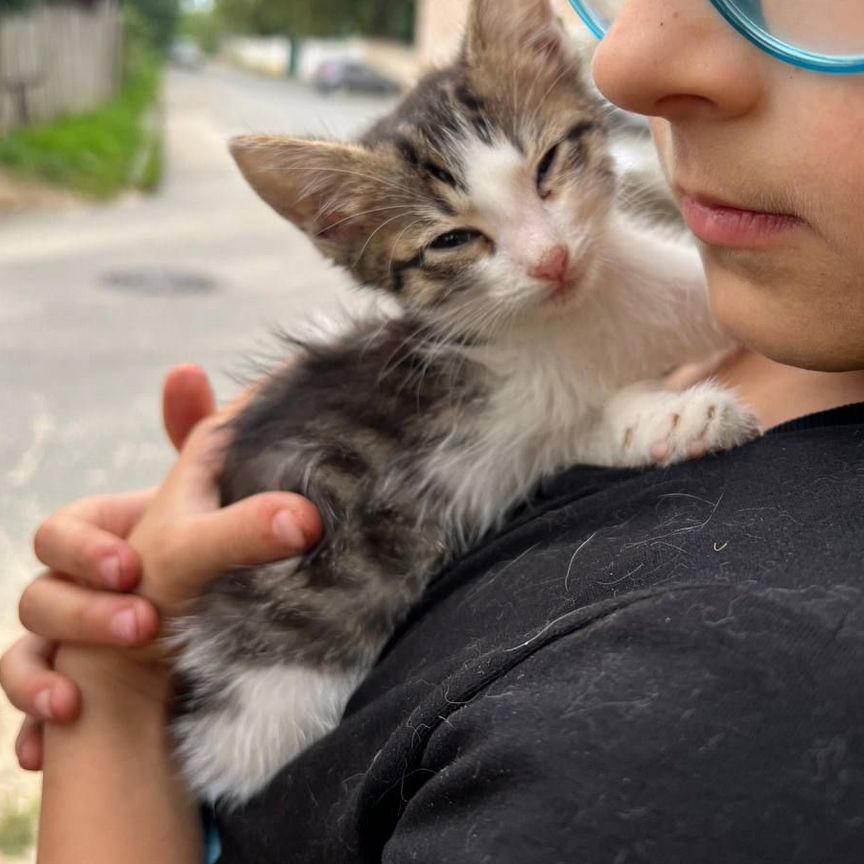 Котята в добрые руки бесплатно