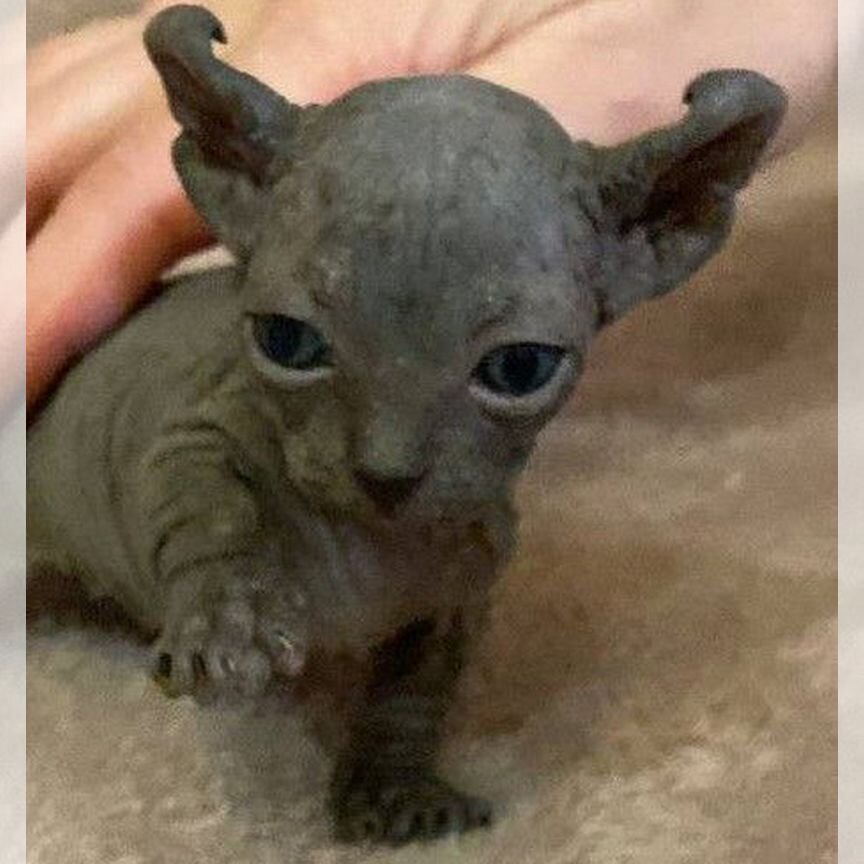 Канадский сфинкс котёнок