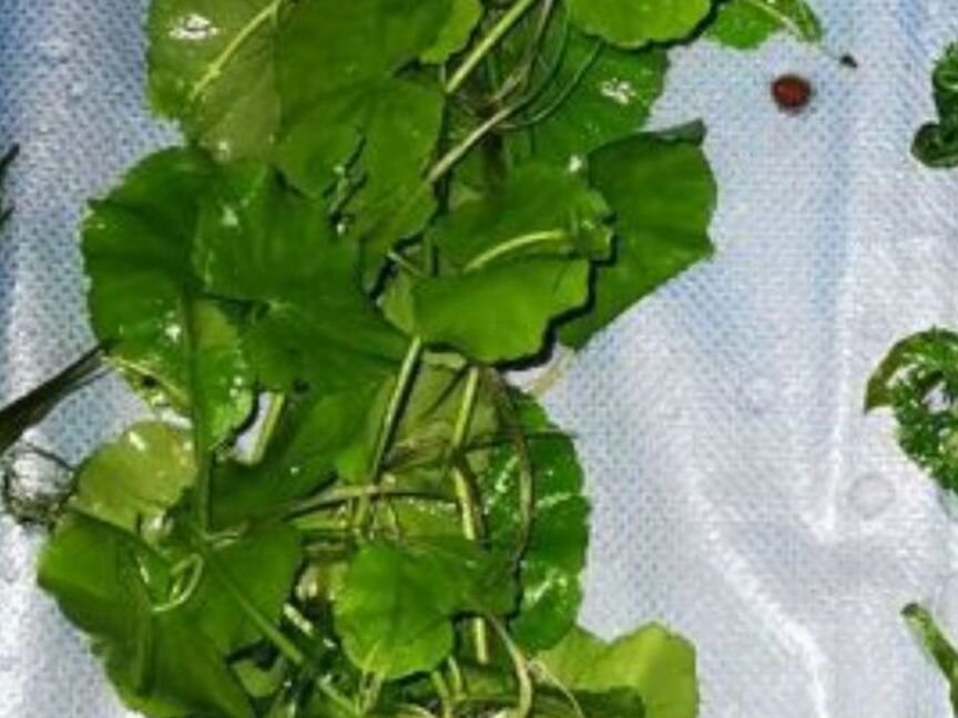 Растения в аквариум