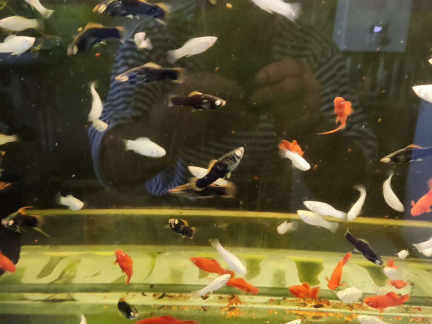 Молодежь моллинезий, красных и черных меченосцев