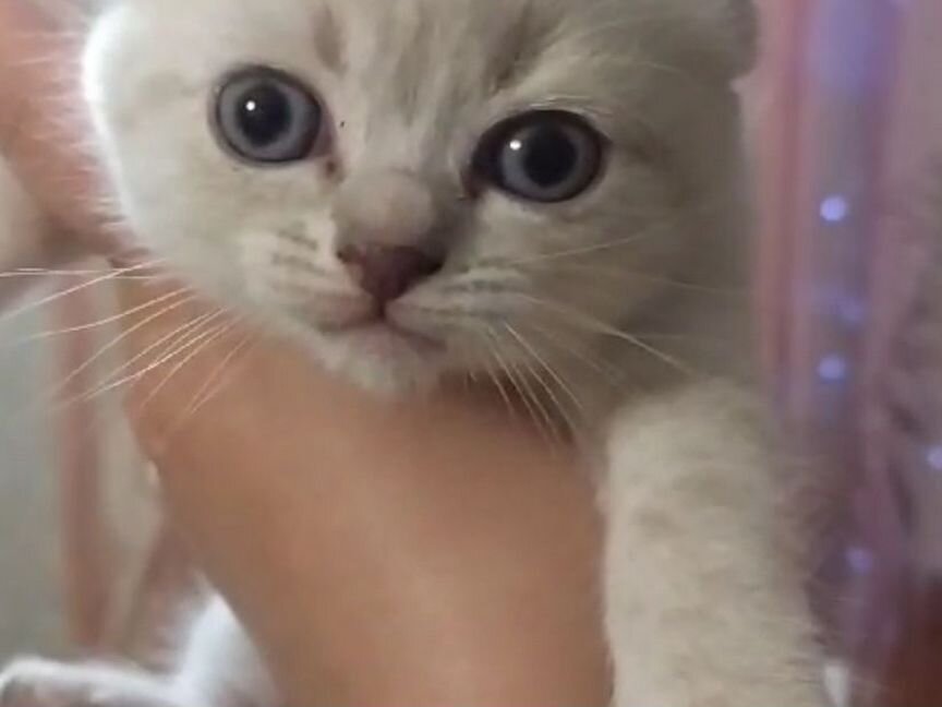 Отдам кошку в добрые руки британка