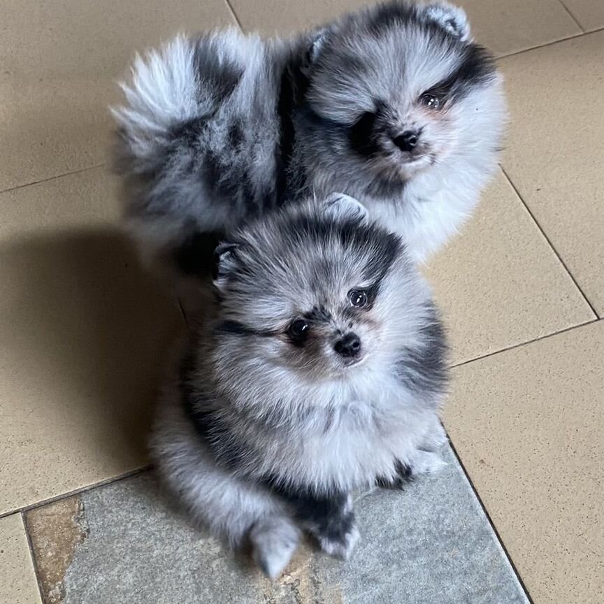 Померанский шпиц мини