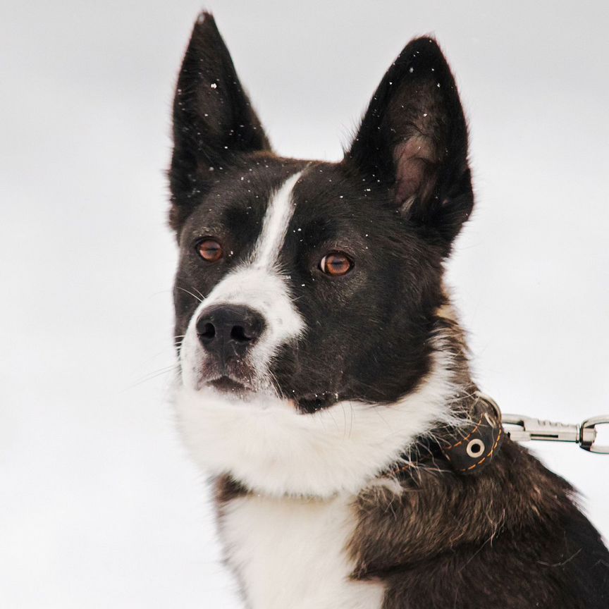 Собака в добрые руки