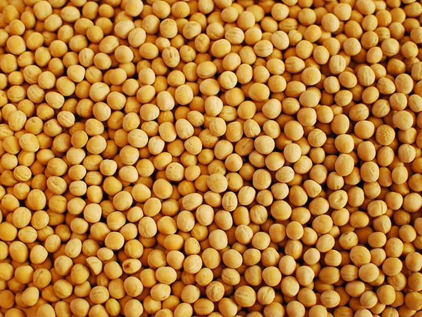 Горох фуражный