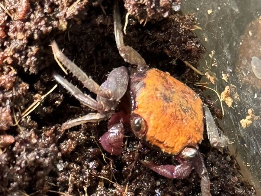 Крабы Geosesarma