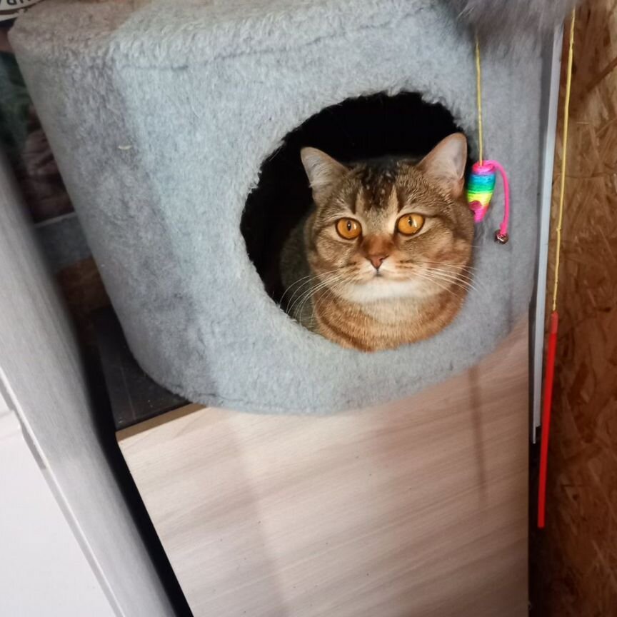 Шотландская кошка