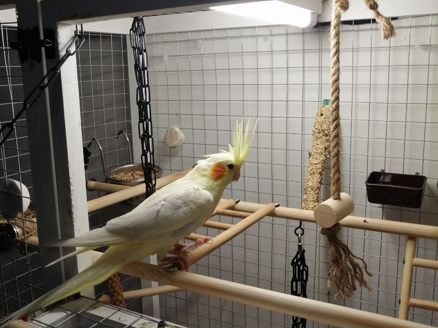 Попугай корелла мальчик