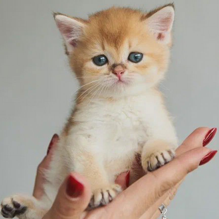 Котята золотая шиншилла