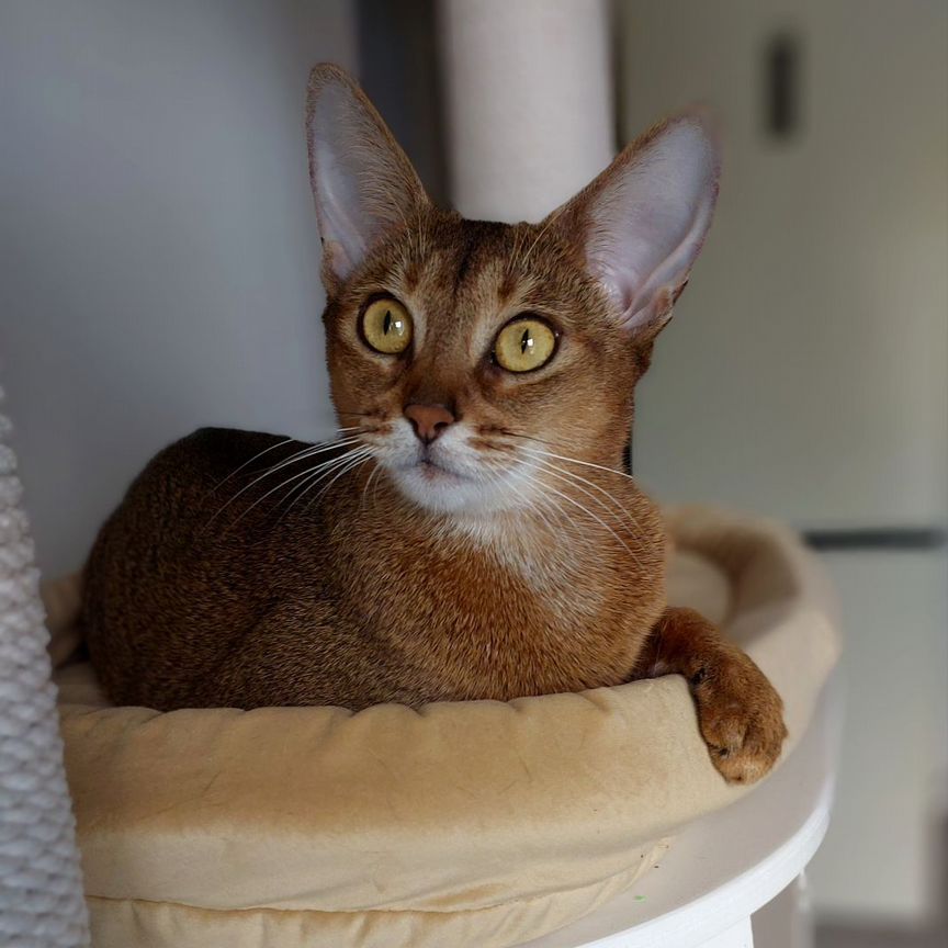 Абиссинская кошка отдам