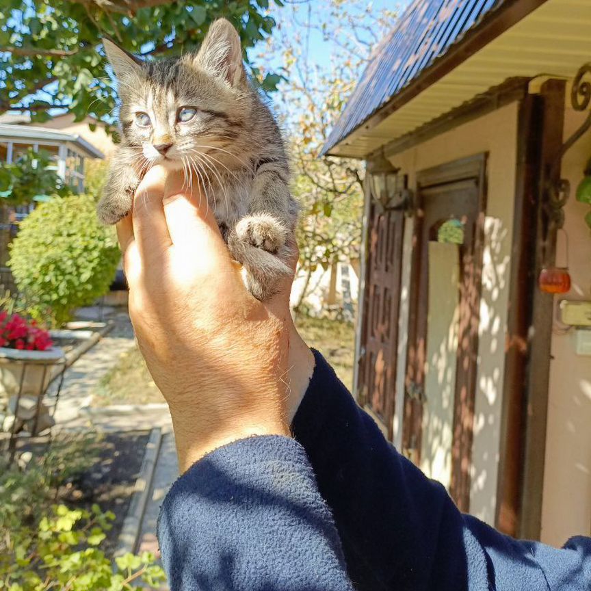 Отдаем котят