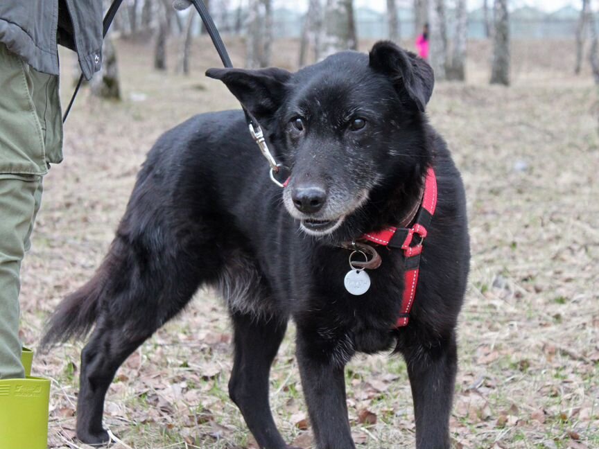 Старичок Тимоша из приюта тоже надеется