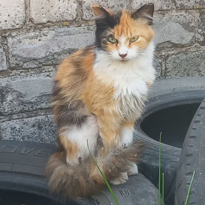 Кошечку выкинули