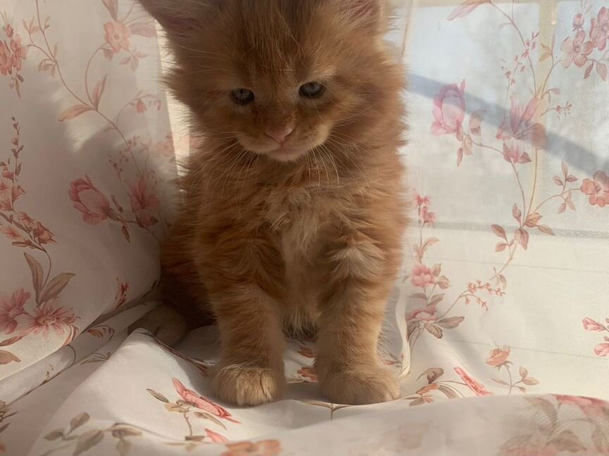 Котята бронь