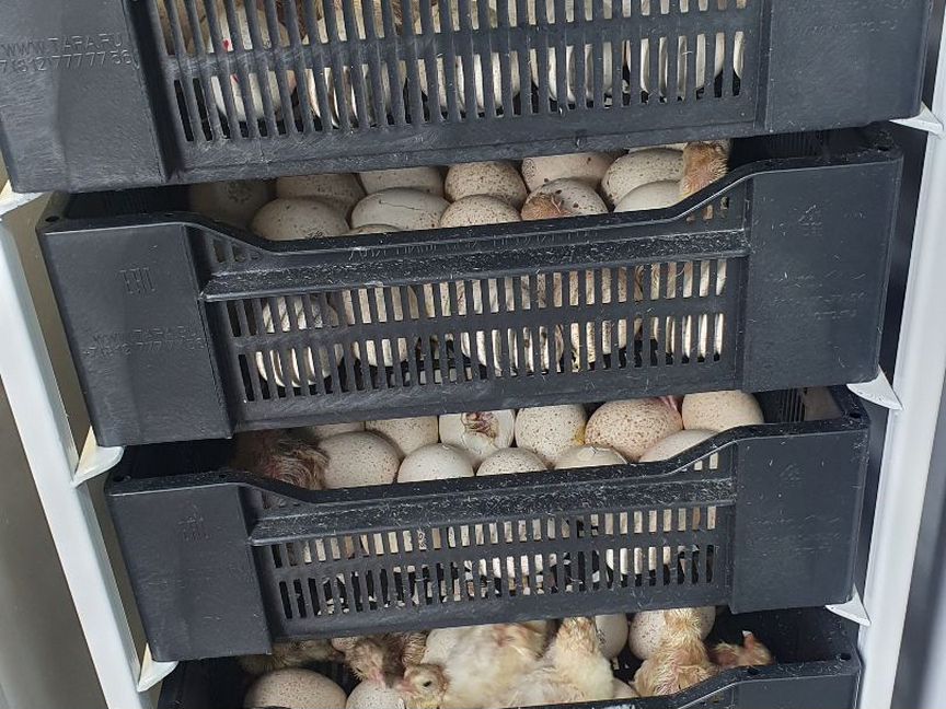 Индюк Тяжеловесы Канада